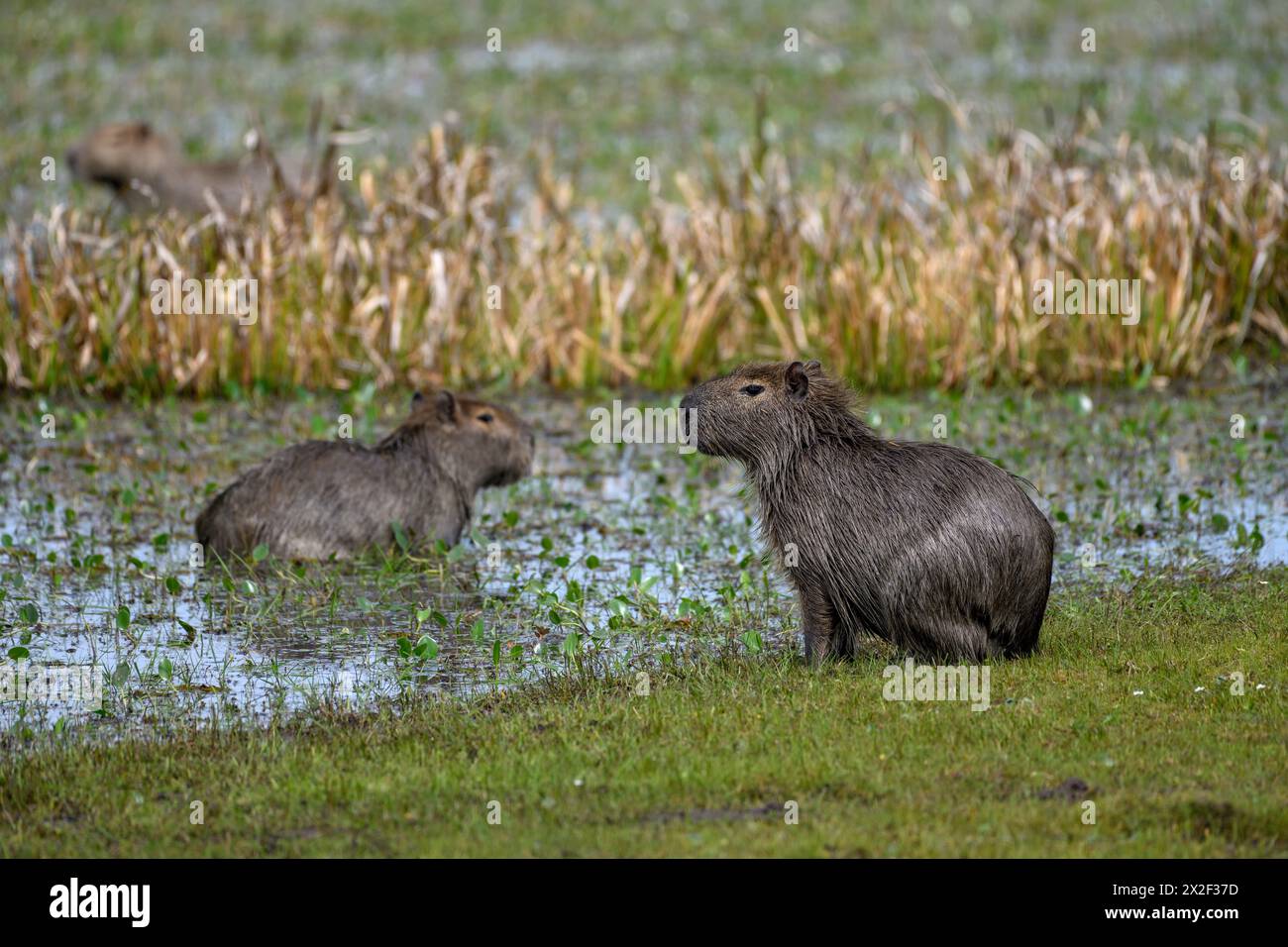 zoology, mammal (mammalia), capibara or capybara (Hydrochoerus ...