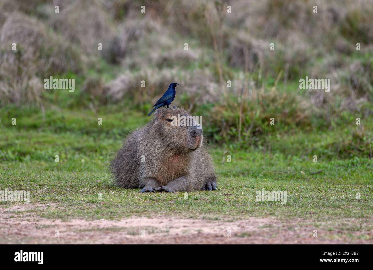 zoology, mammal (mammalia), capibara or capybara (Hydrochoerus ...