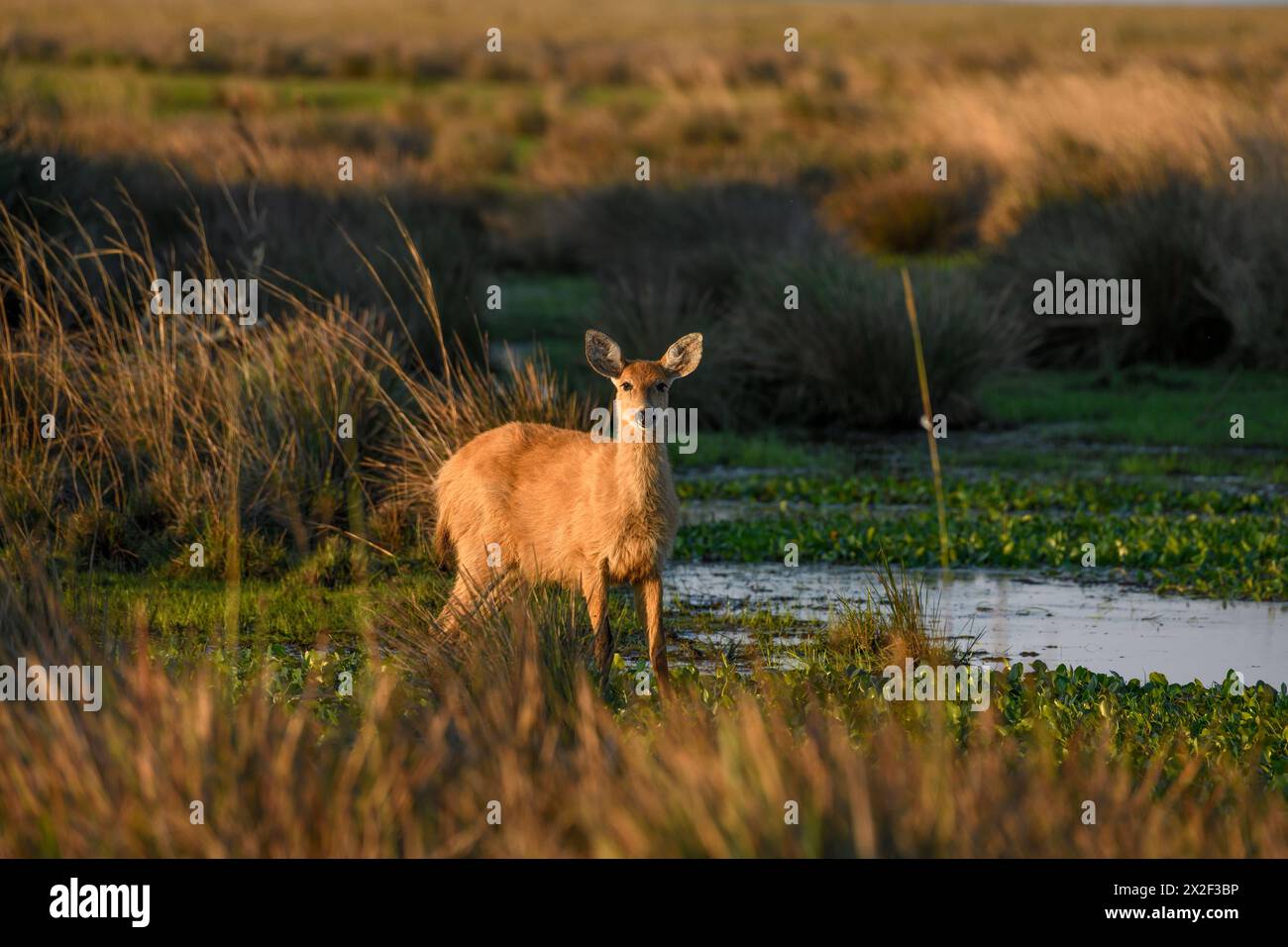 zoology, mammal (mammalia), pampas deer (Ozotoceros bezoarticus ...