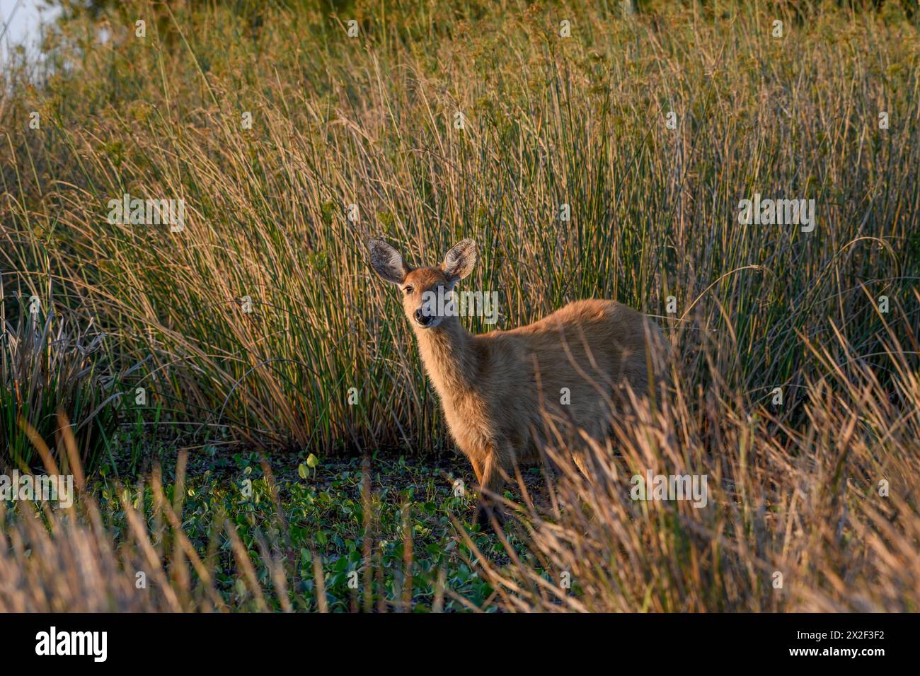 Mammal female hi-res stock photography and images - Alamy