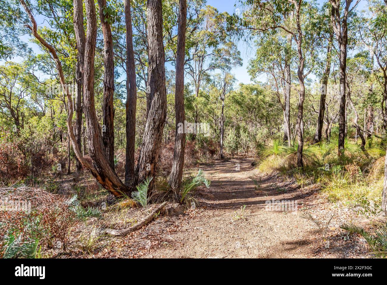 Wild bushland early morning in the Peth Hills near Bickley, Western ...