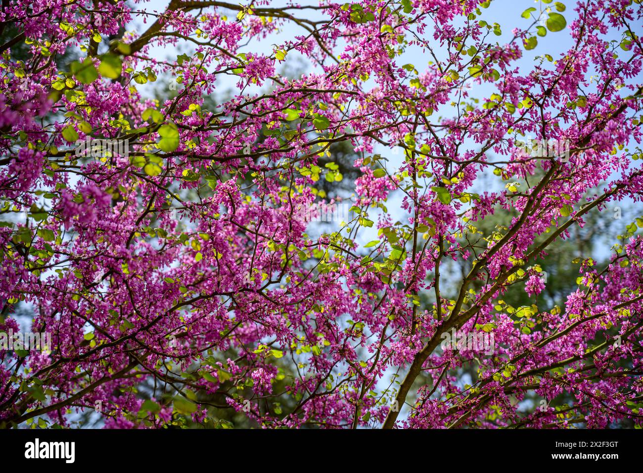 close up of the flowers of a Blooming Judas Tree Cercis siliquastrum ...