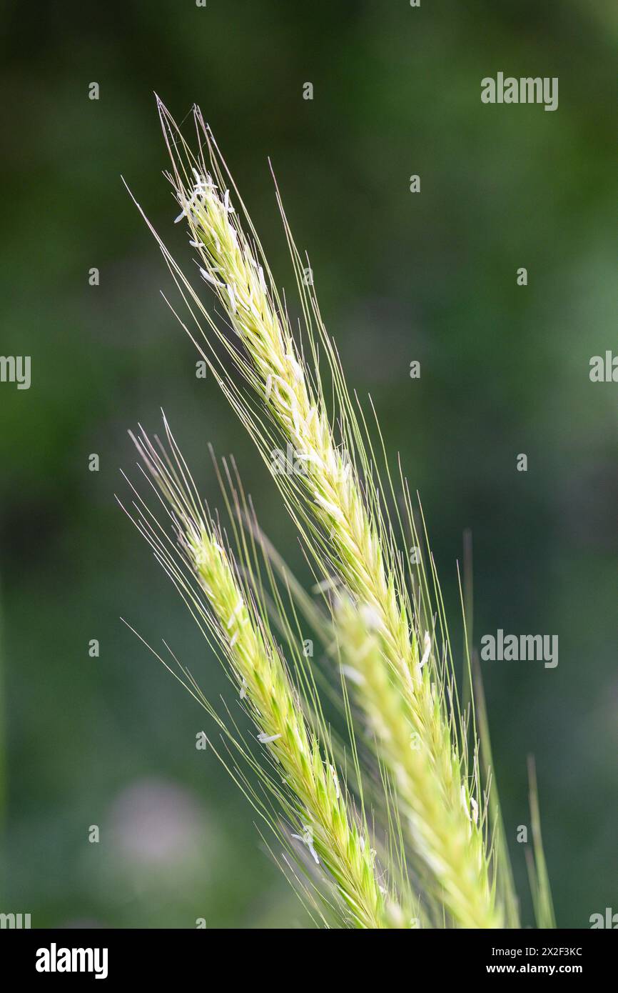 Escaped from cultivation hi-res stock photography and images - Alamy