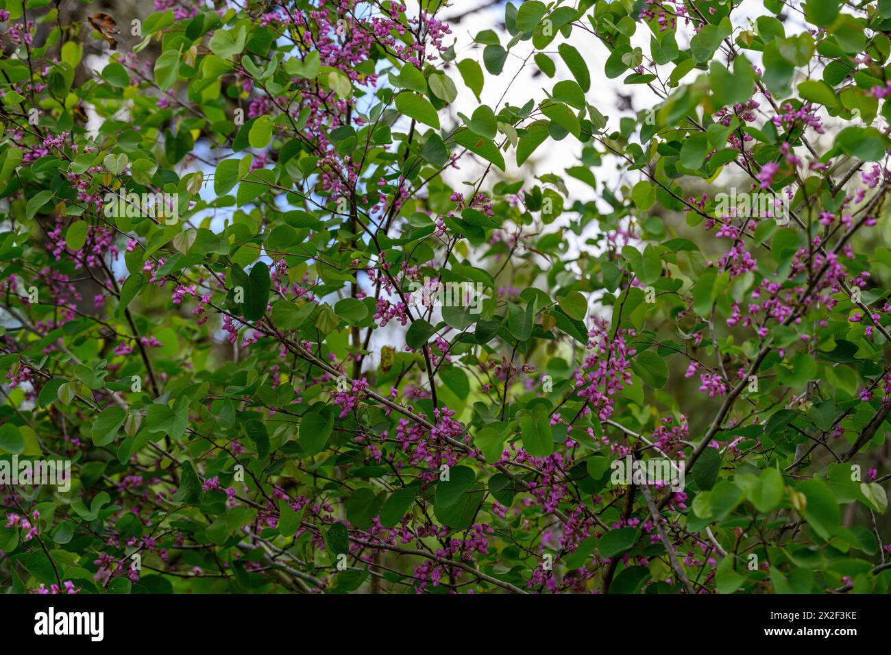 close up of the flowers of a Blooming Judas Tree Cercis siliquastrum ...