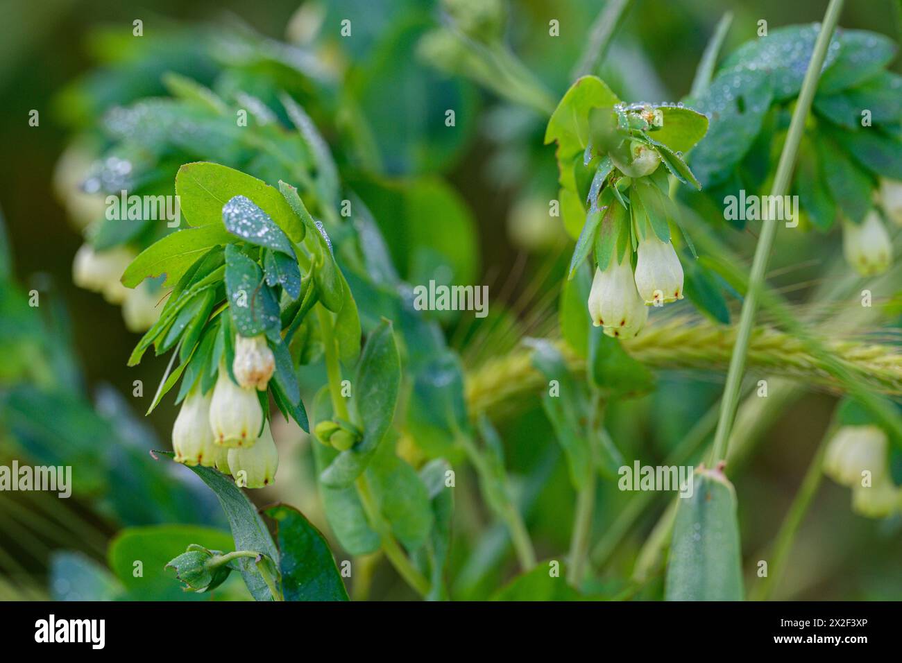 Cerinthe palaestina Photographed in the Lower Galilee, Israel in March ...