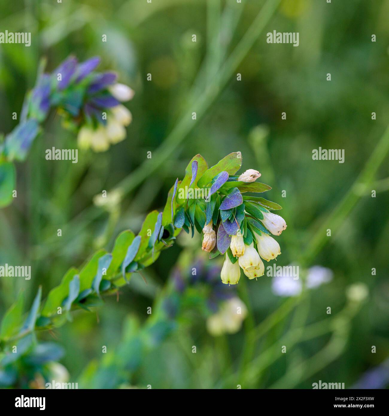 Cerinthe palaestina Photographed in the Lower Galilee, Israel in March ...