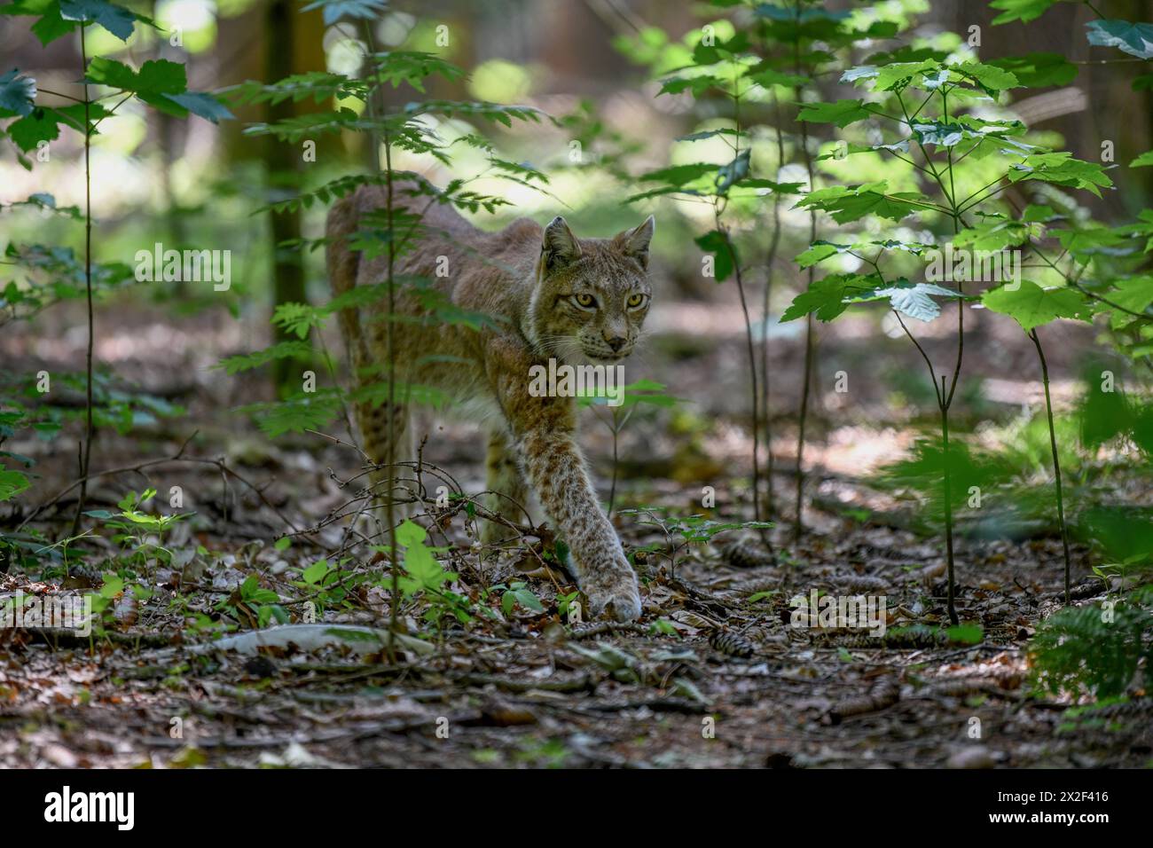 zoology, mammal (mammalia), Eurasian lynx (Lynx Lynx), captive, Bavaria ...