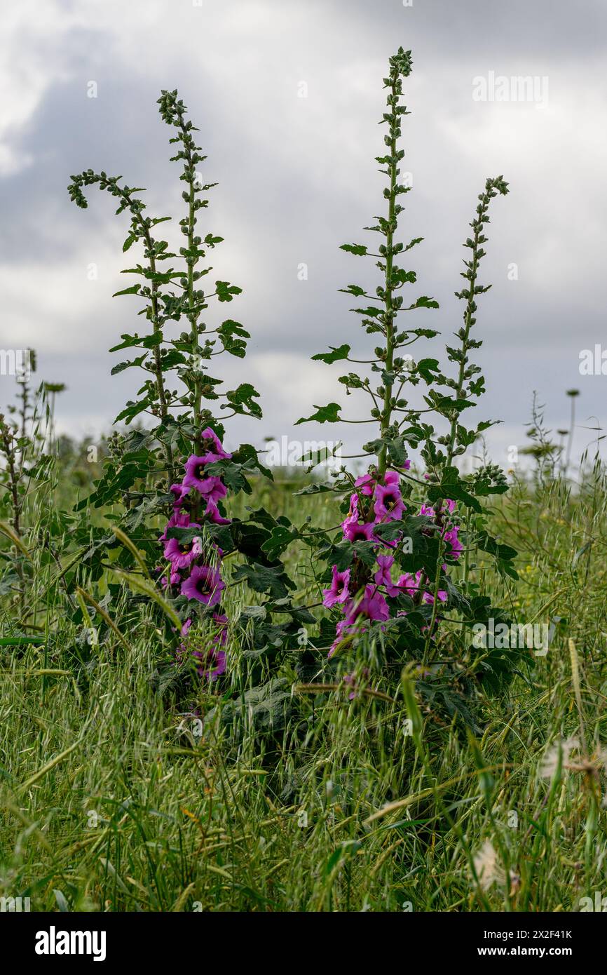 pink flowers and buds of the Bristly Hollyhock (Alcea setosa) خطميه ...