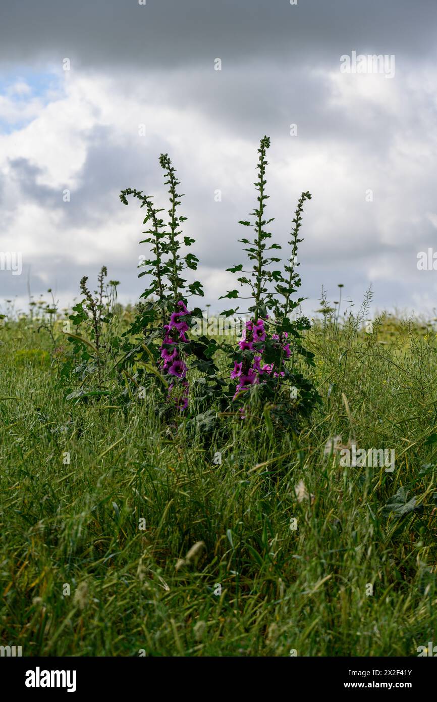 pink flowers and buds of the Bristly Hollyhock (Alcea setosa) خطميه ...
