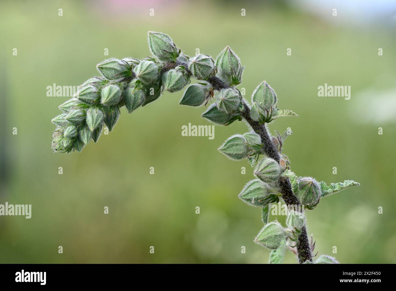 flowering buds buds of the Bristly Hollyhock (Alcea setosa) خطميه ...