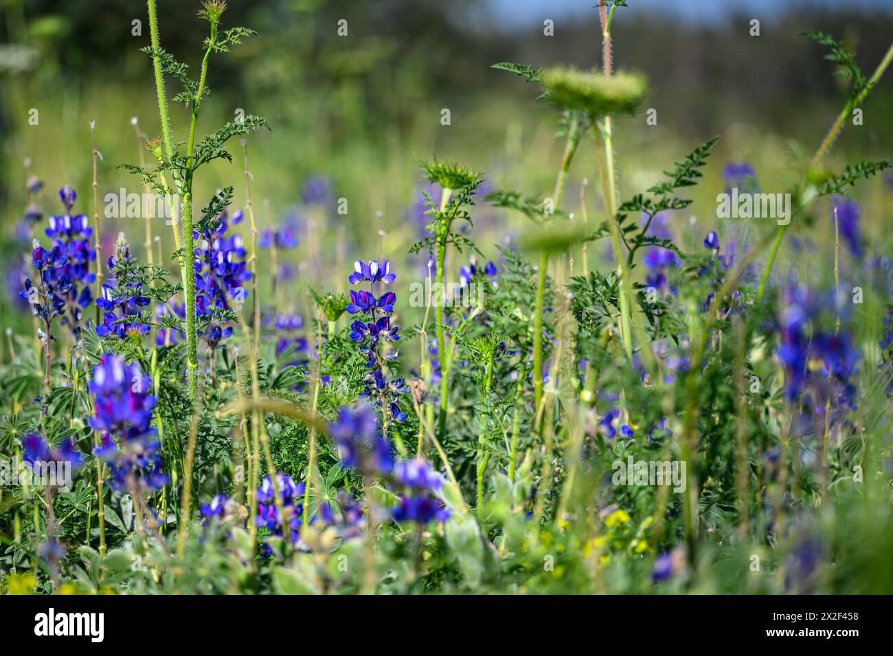Blue lupin (Lupinus pilosus) Photographed in Israel in March ...