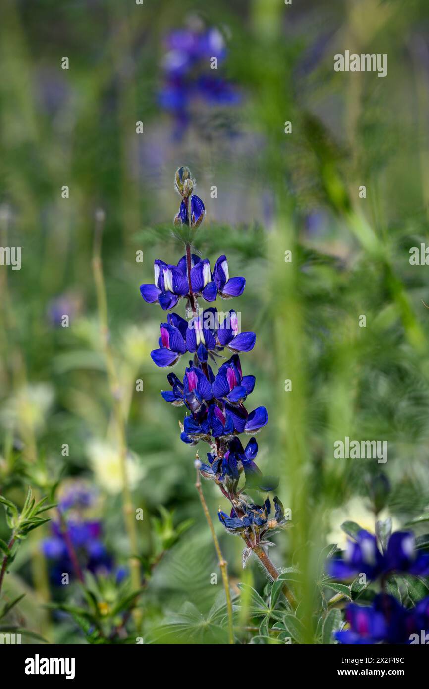Blue lupin (Lupinus pilosus) Photographed in Israel in March ...