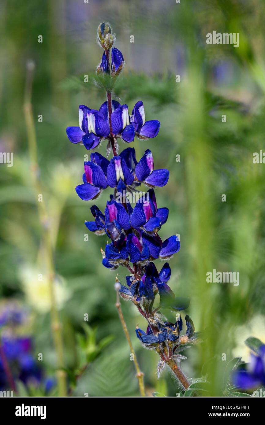 Blue lupin (Lupinus pilosus) Photographed in Israel in March ...