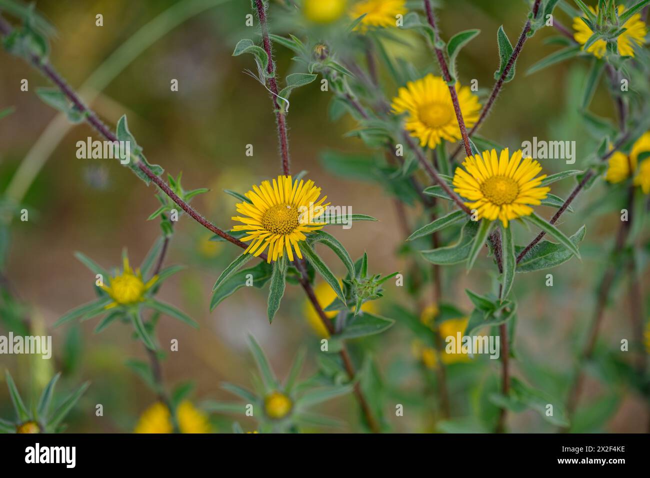 Asteriscus spinosus, syn Pallenis spinosa, Spiny Starwort, نجمة مريم Photographed in the Lower ...