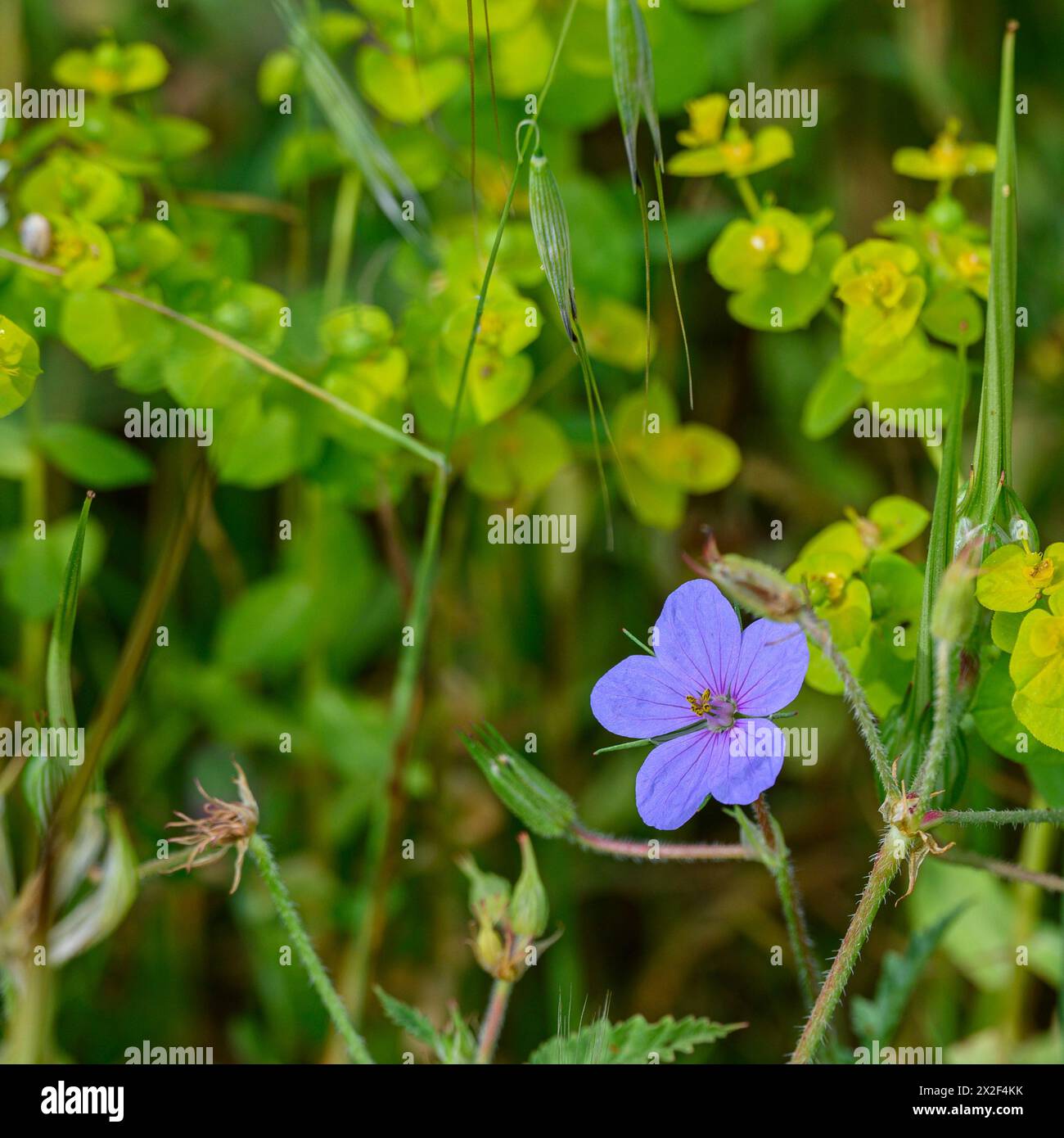 flowering Erodium ciconium common names hairy-pitted stork's-bill and ...