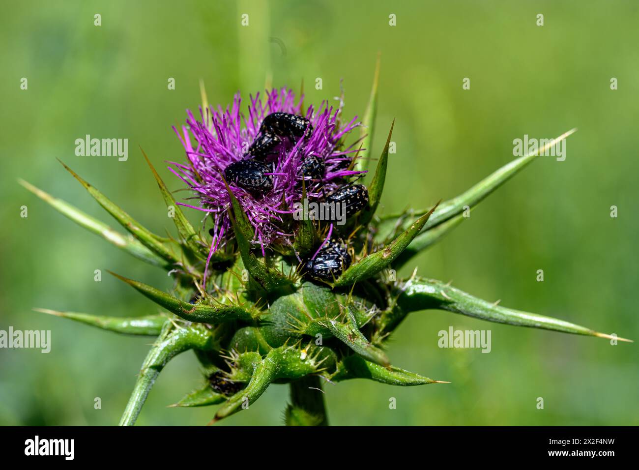 Silybum marianum Our Lady's Thistle, Holy Thistle, Milk Thistle خرفيش ...