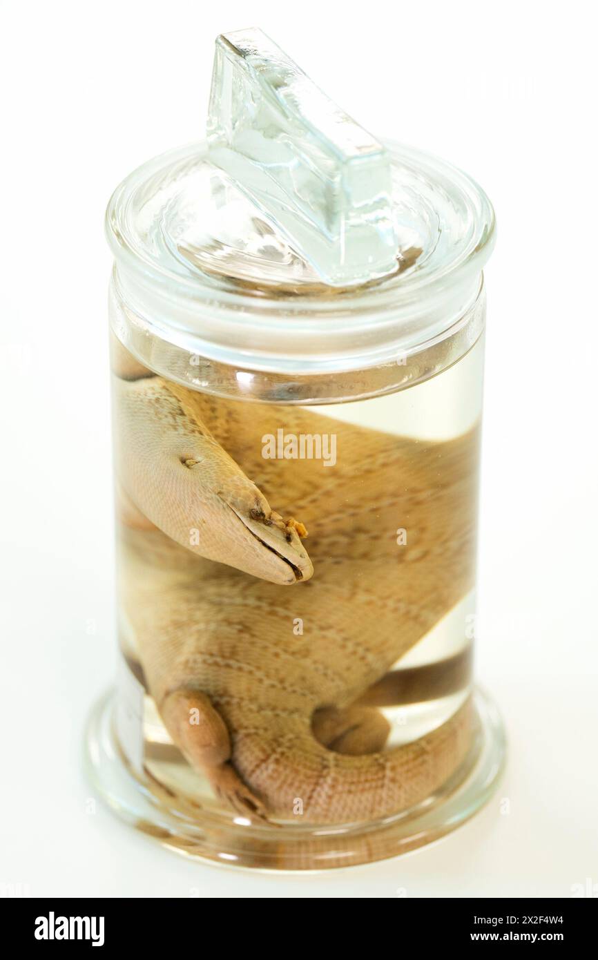 The Jamaican Giant Galliwasp specimen at the Hunterian Collections ...