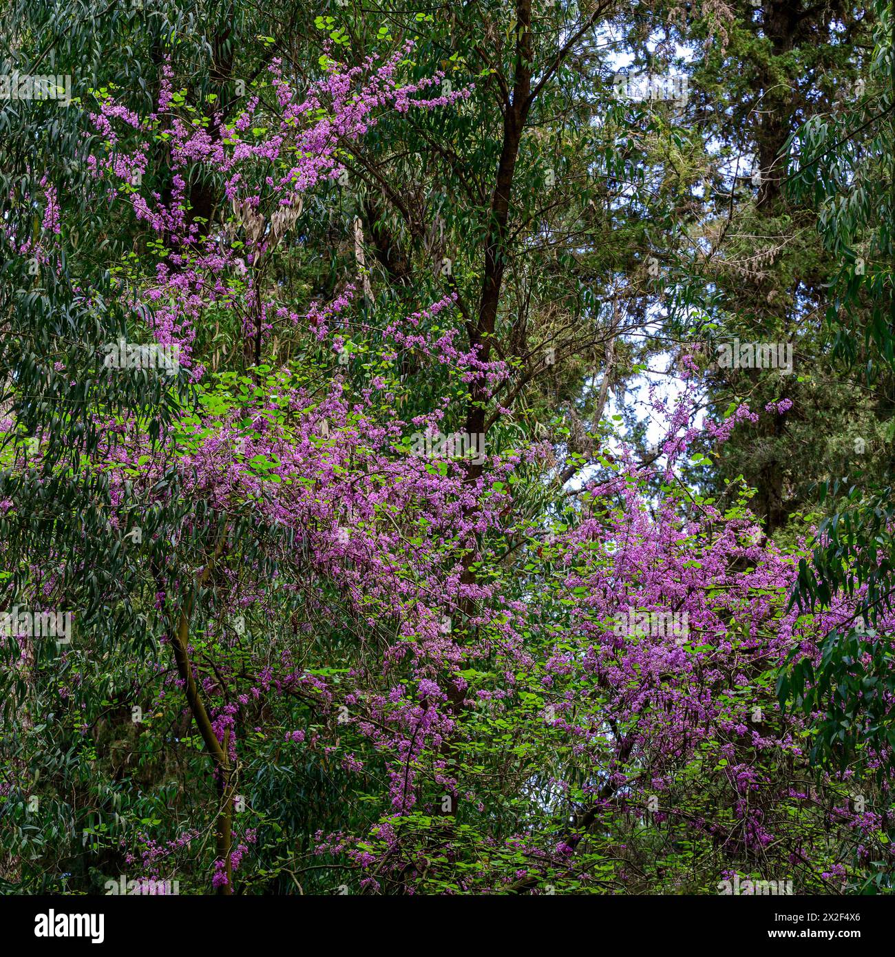 Purple bud judas tree hi-res stock photography and images - Alamy