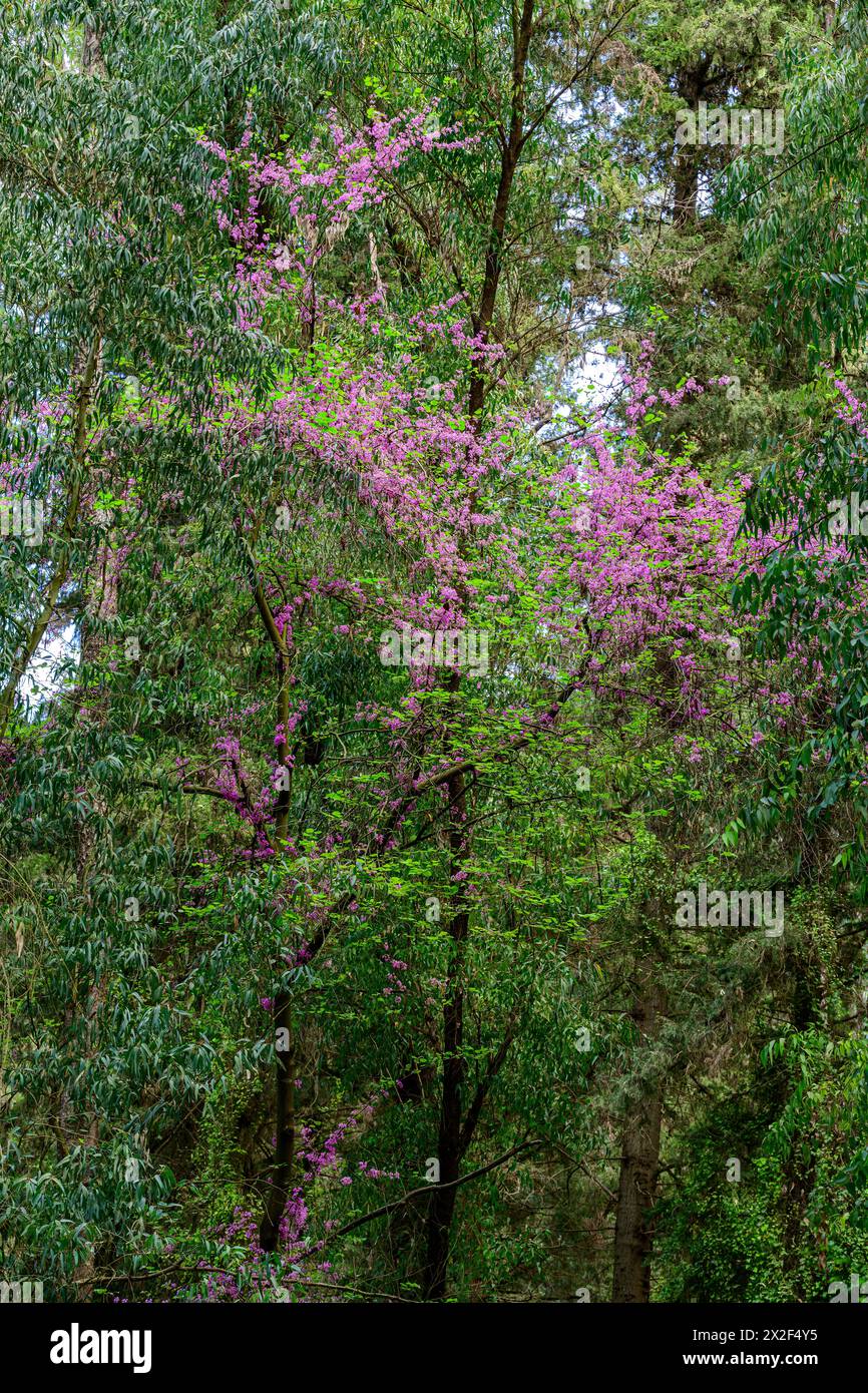 close up of the flowers of a Blooming Judas Tree Cercis siliquastrum ...