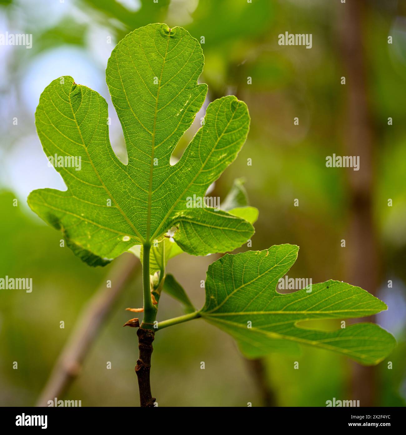 Ficus carica, Fig leaf and unripe, immature fruit Photographed in the ...