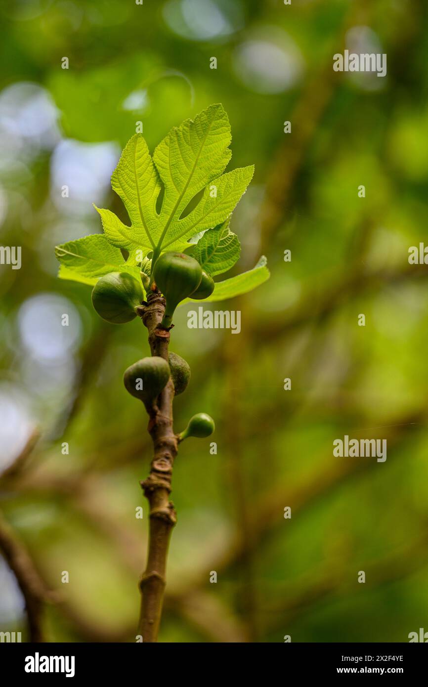 Ficus carica, Fig leaf and unripe, immature fruit Photographed in the ...