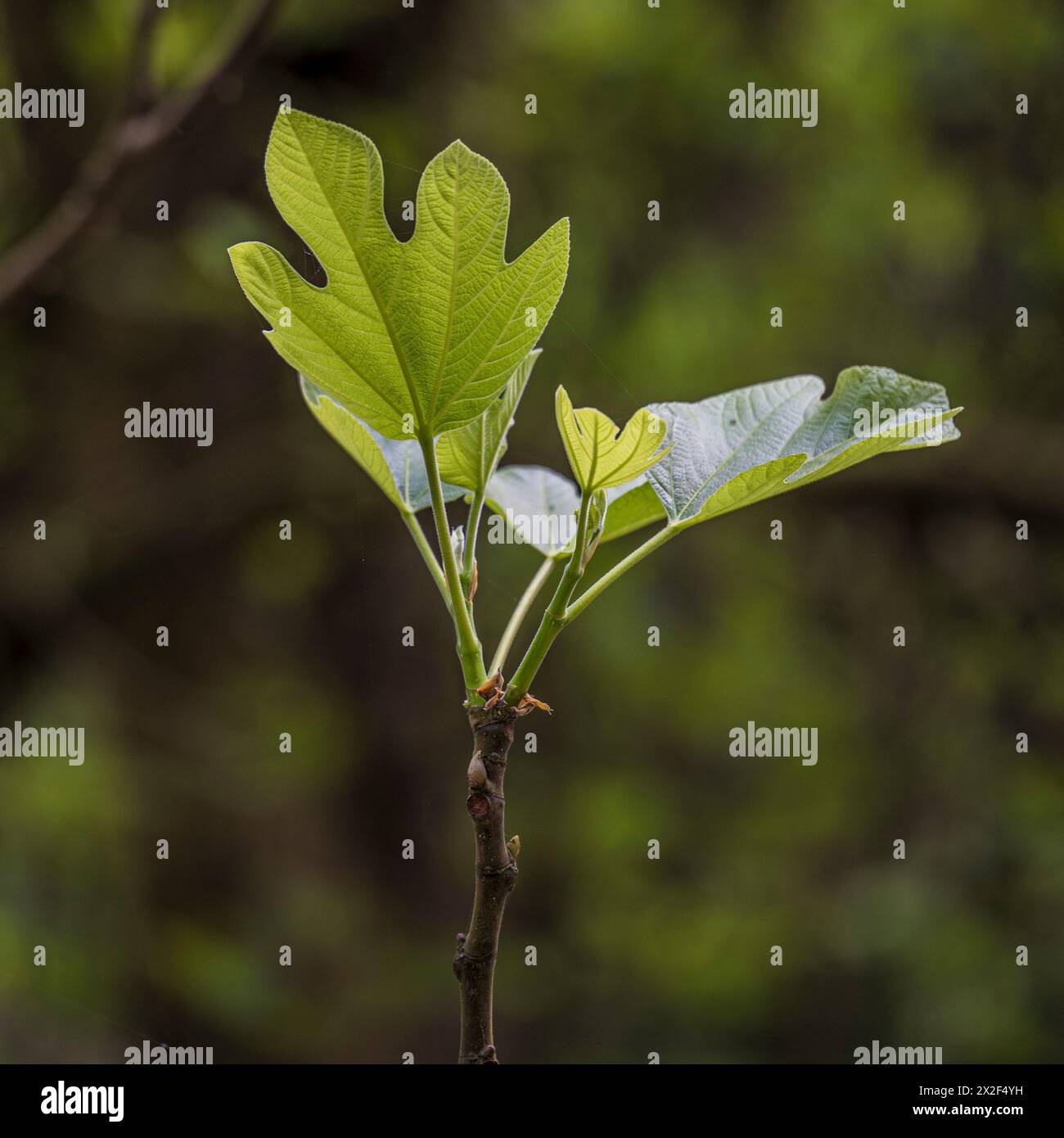 Ficus carica, Fig leaf and unripe, immature fruit Photographed in the ...