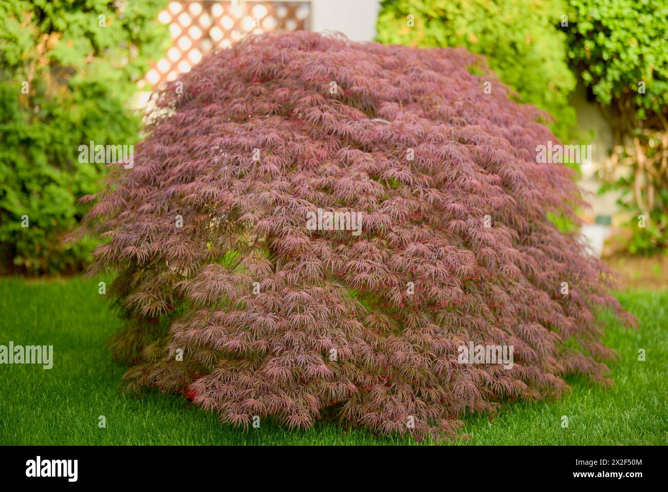 Red foliage of the weeping Laceleaf Japanese Maple tree (Acer palmatum ...