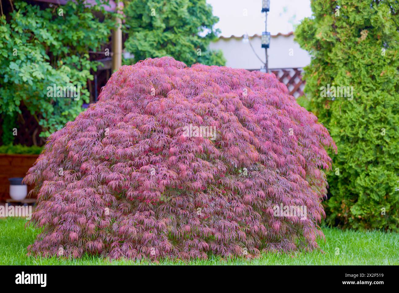 Red foliage of the weeping Laceleaf Japanese Maple tree (Acer palmatum ...
