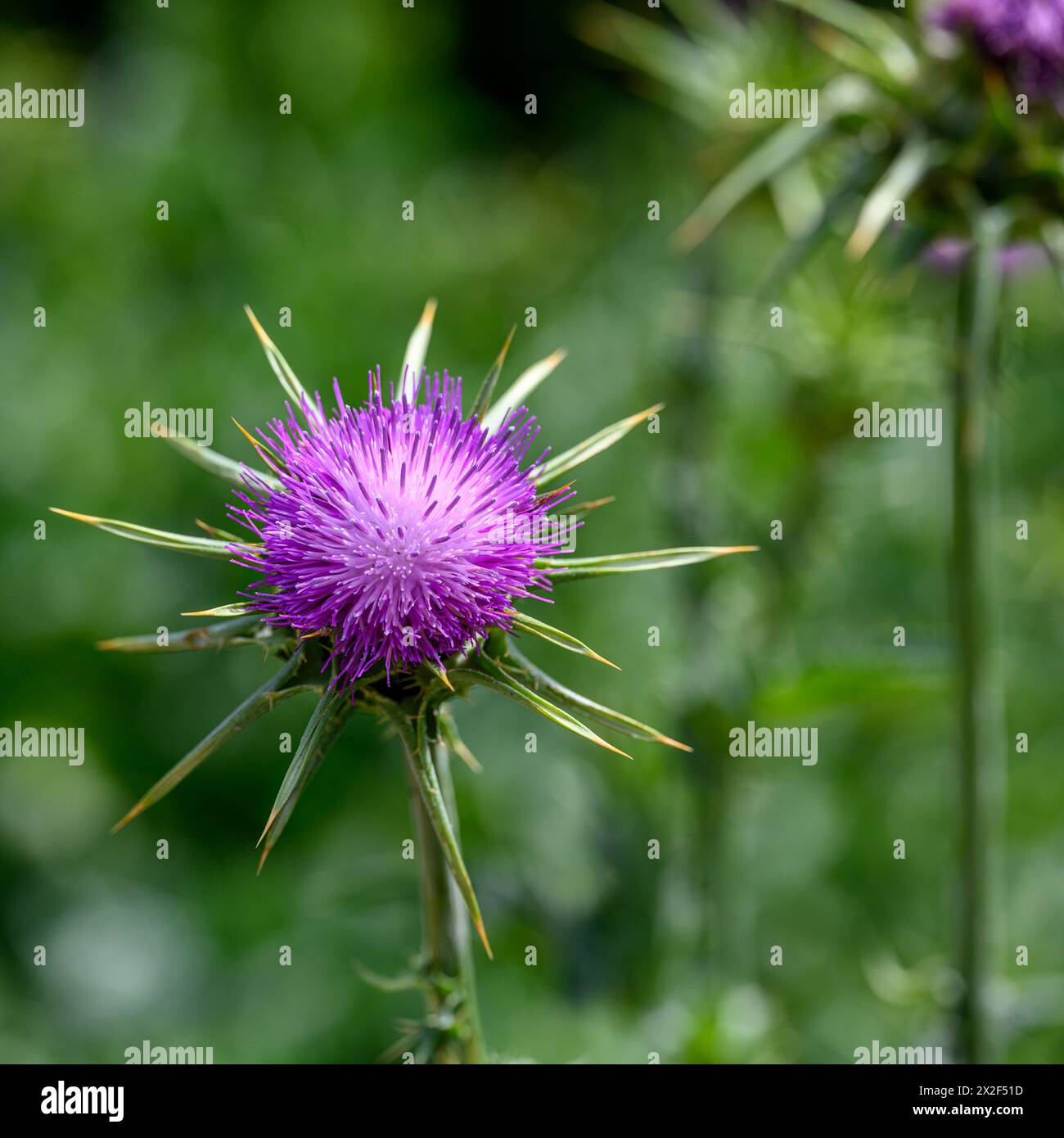 Silybum marianum Our Lady's Thistle, Holy Thistle, Milk Thistle خرفيش ...