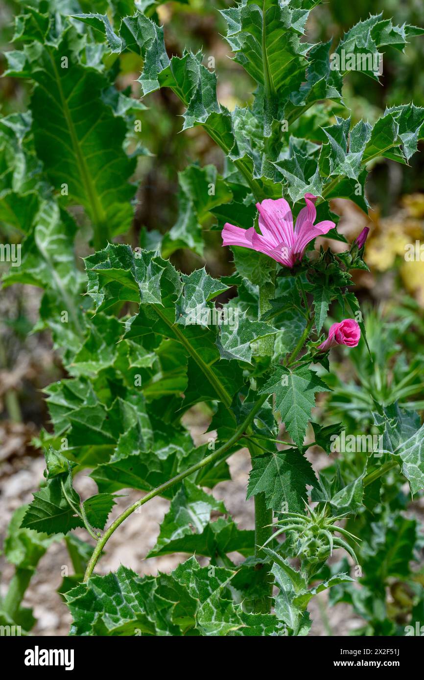 Malva sylvestris Wood Mallow خبيزه Photographed in the Lower Galilee ...