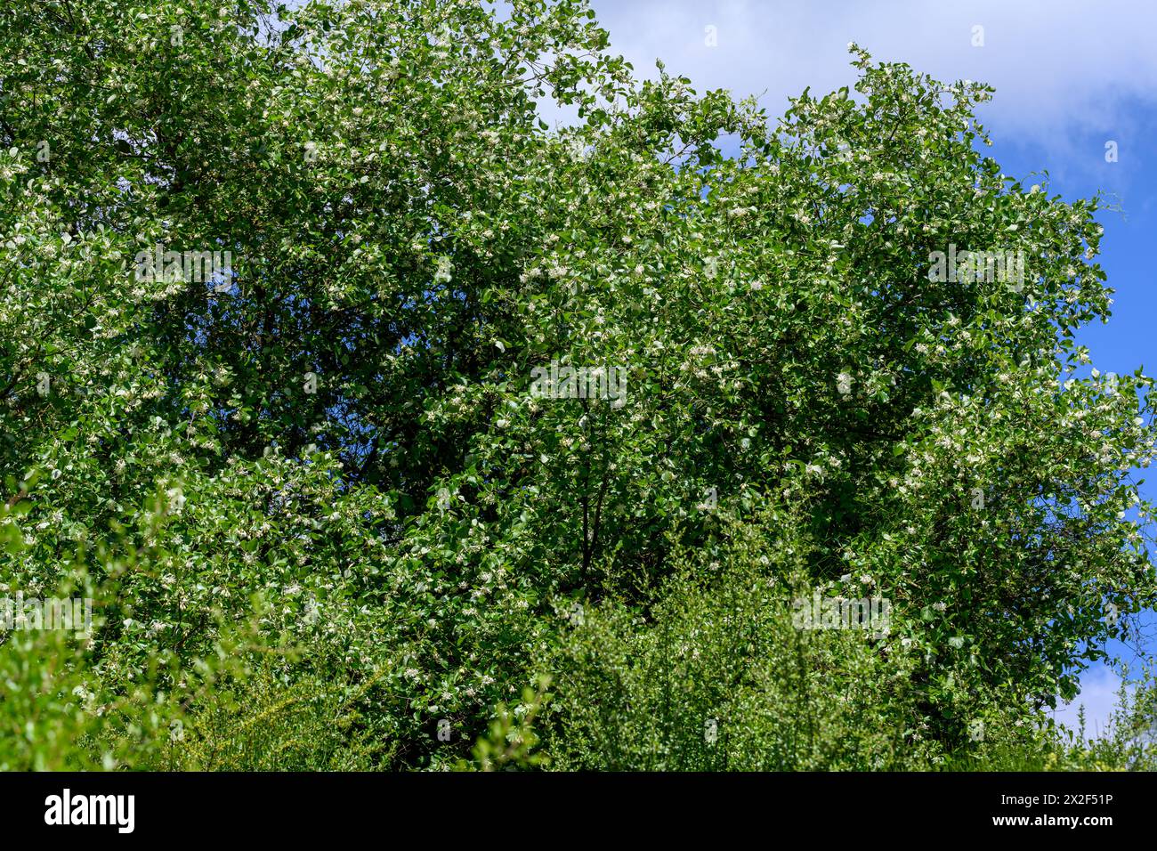 Styrax officinalis is a species of shrub in the family Styracaceae ...