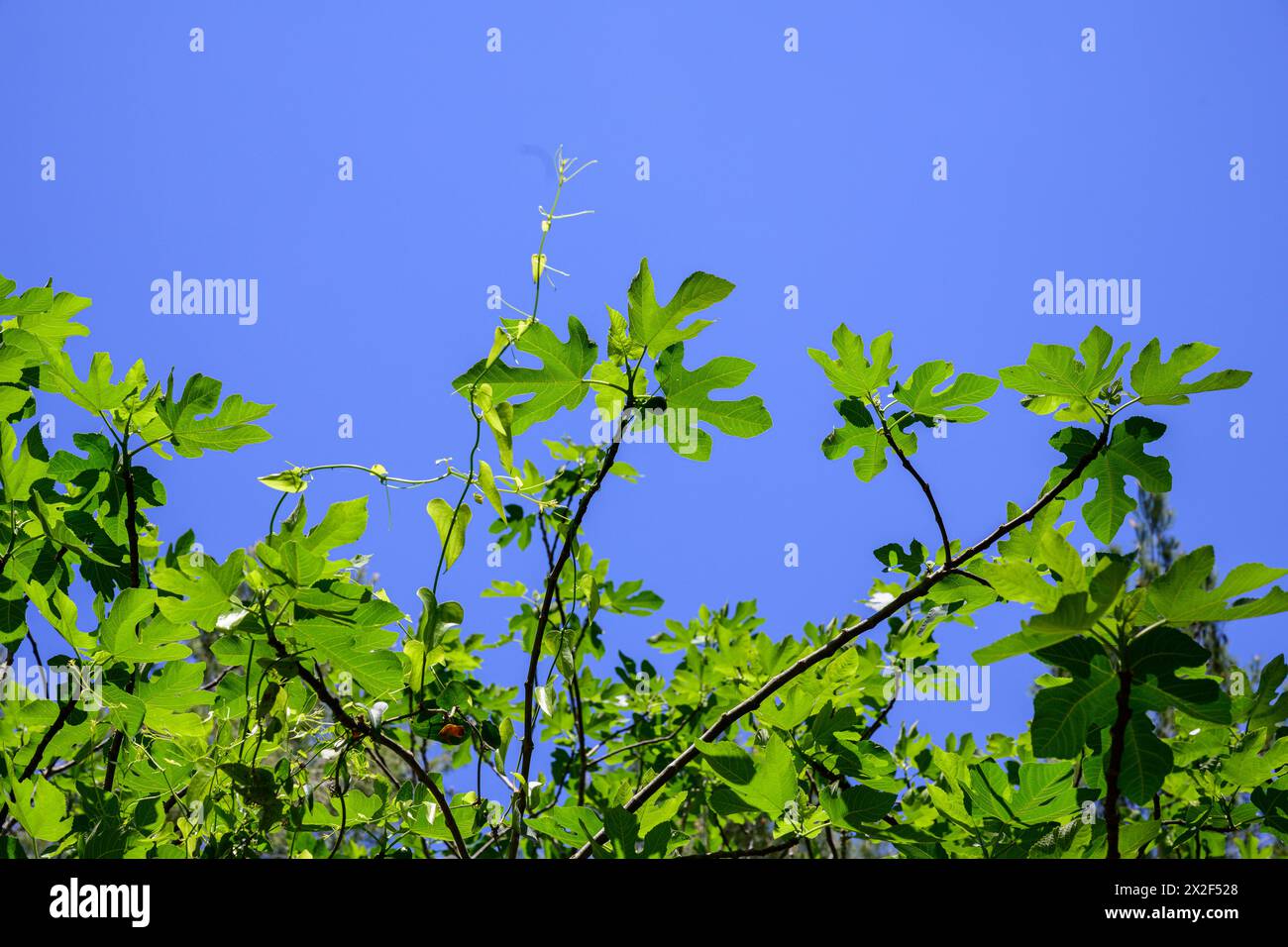 Ficus carica, Fig leaf and unripe, immature fruit Photographed in the ...