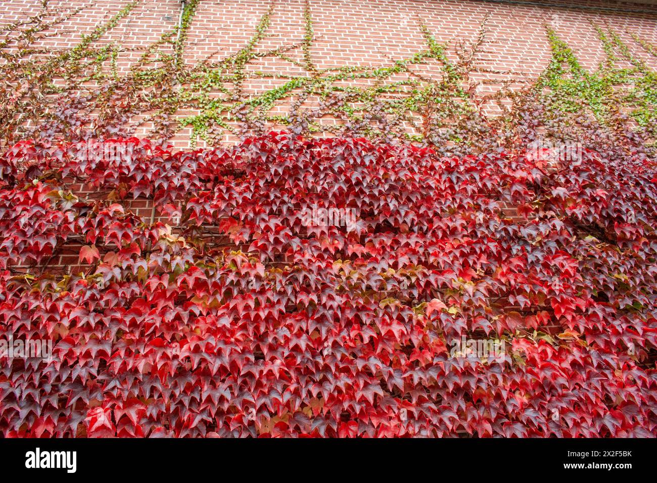 Red Autumn foliage colours on a climbing plant Photographed in the ...