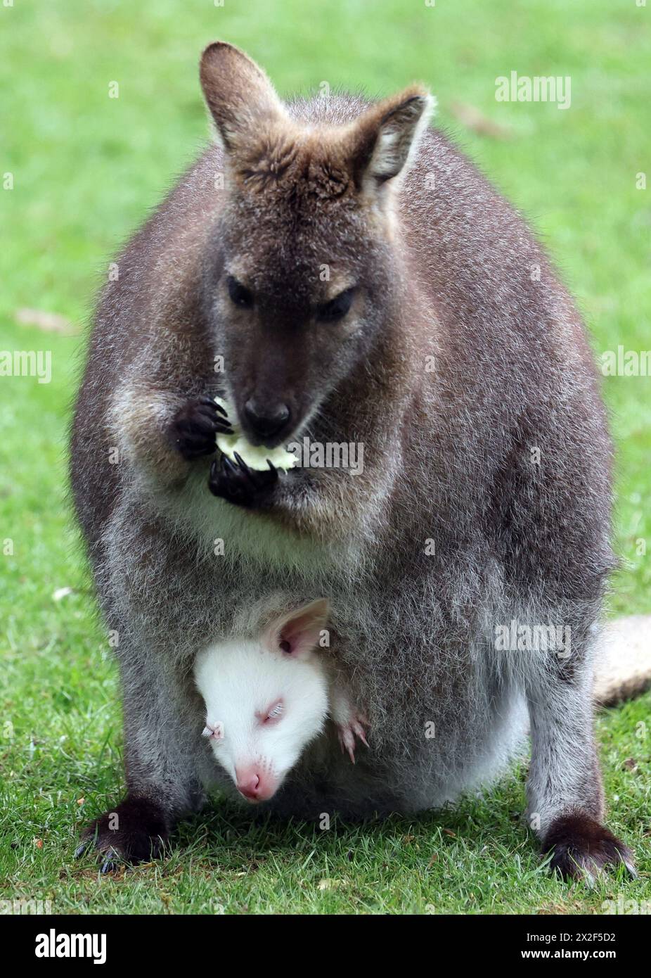 Marlow, Germany. 22nd Apr, 2024. Kangaroo baby Abigail, an albino, can ...
