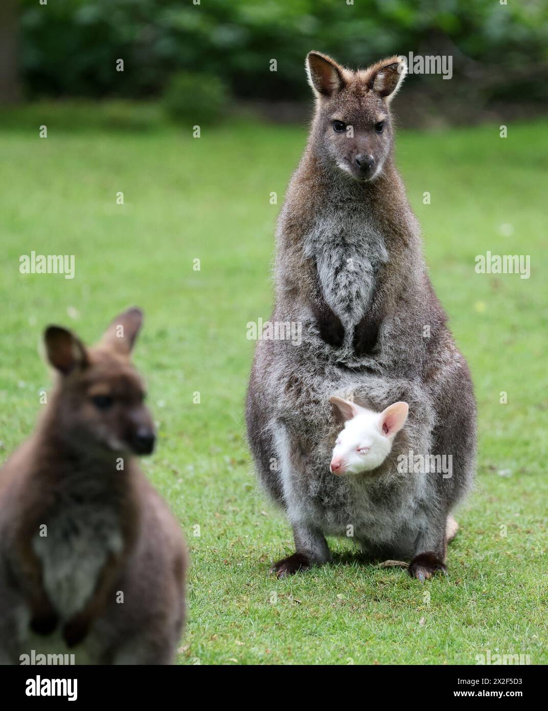Marlow, Germany. 22nd Apr, 2024. Kangaroo baby Abigail, an albino, can ...