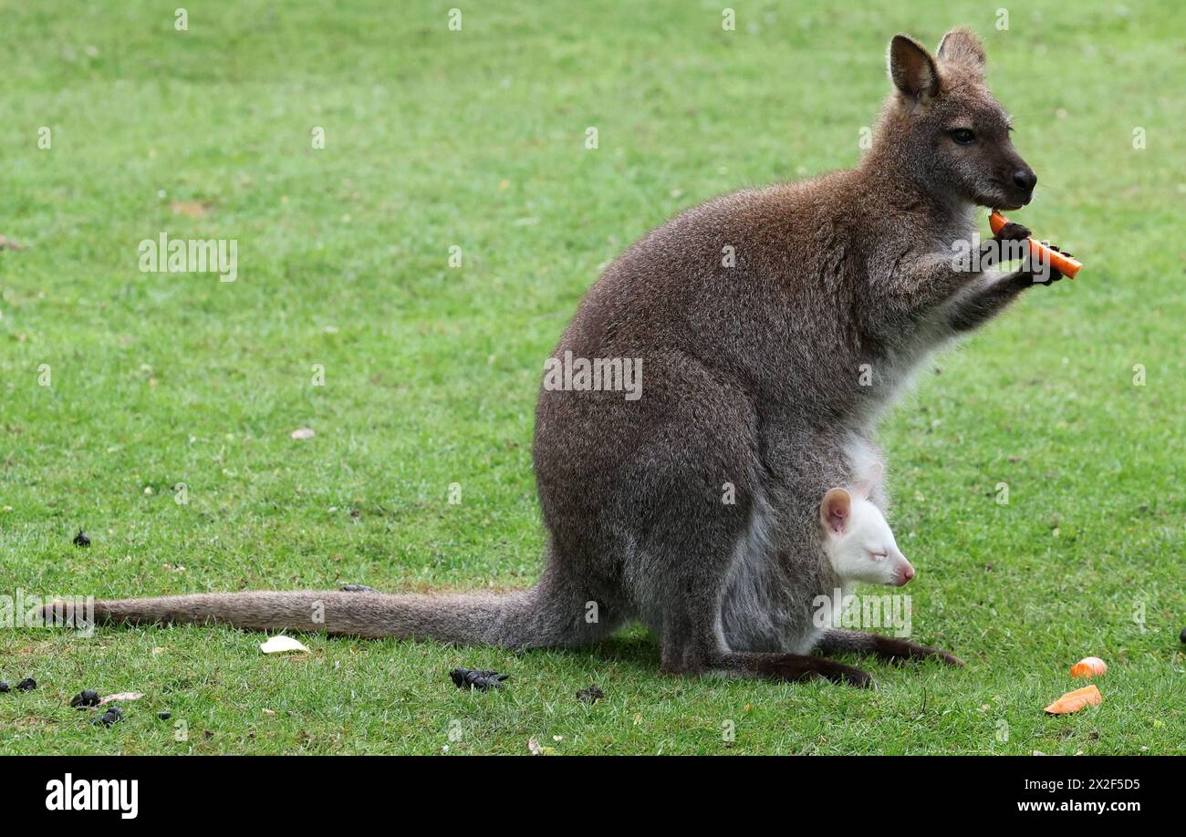 Marlow, Germany. 22nd Apr, 2024. Kangaroo baby Abigail, an albino, can ...