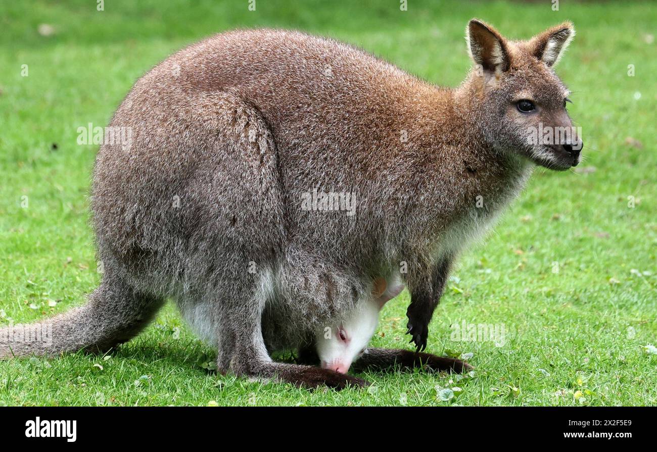 Marlow, Germany. 22nd Apr, 2024. Kangaroo baby Abigail, an albino, can ...
