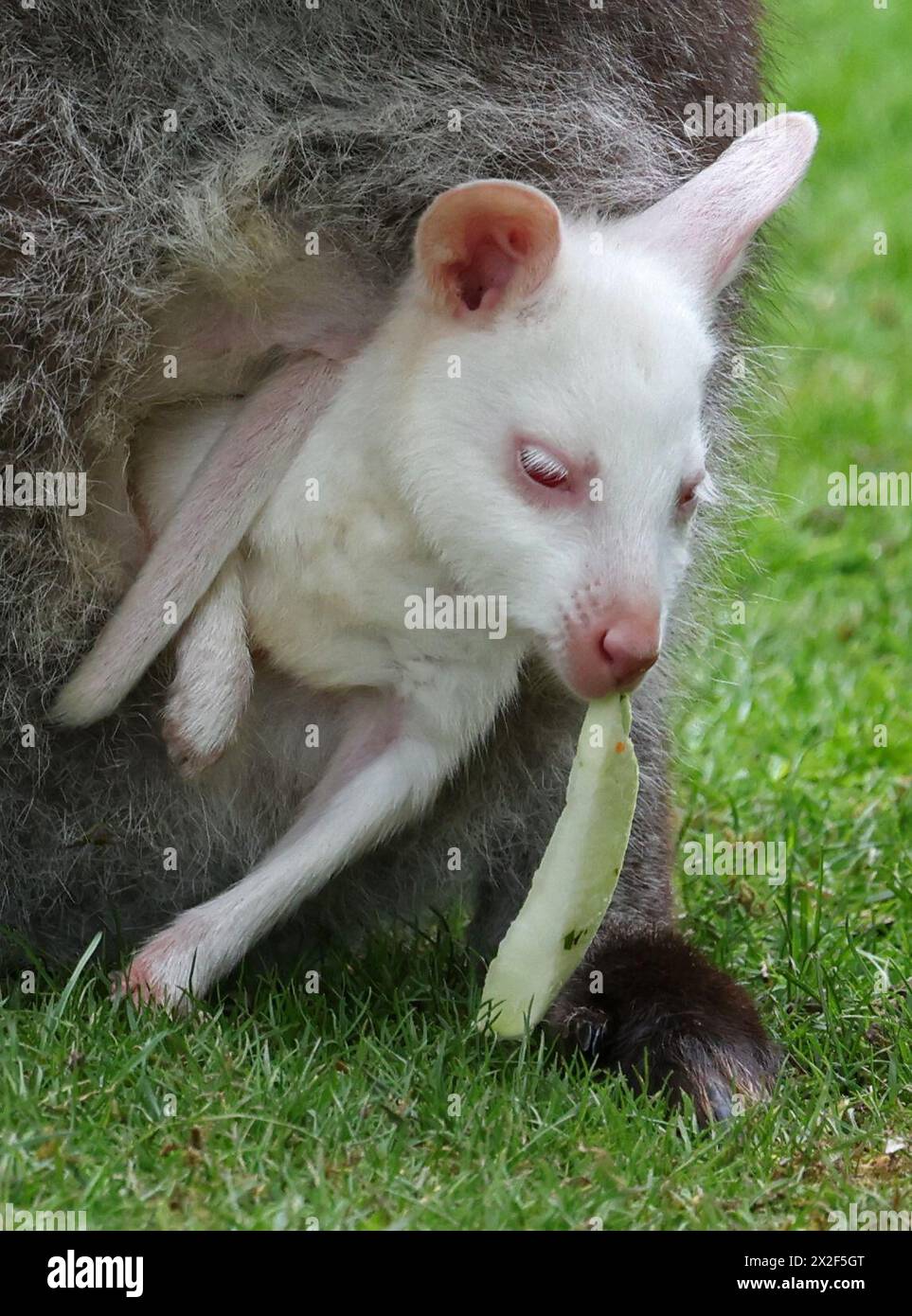 Marlow, Germany. 22nd Apr, 2024. Kangaroo baby Abigail, an albino, can ...