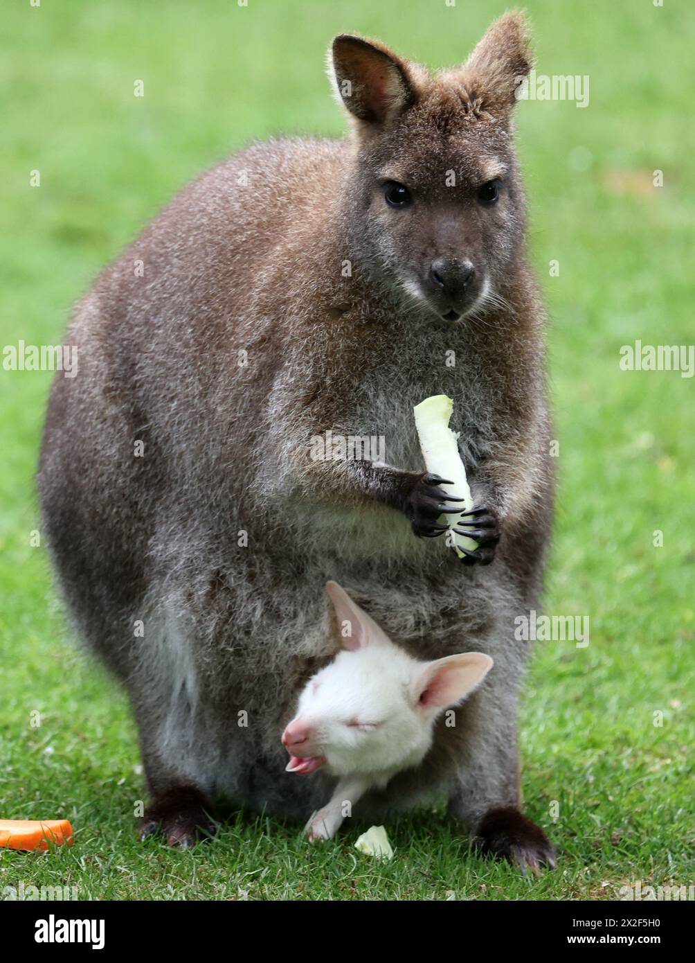 Marlow, Germany. 22nd Apr, 2024. Kangaroo baby Abigail, an albino, can ...
