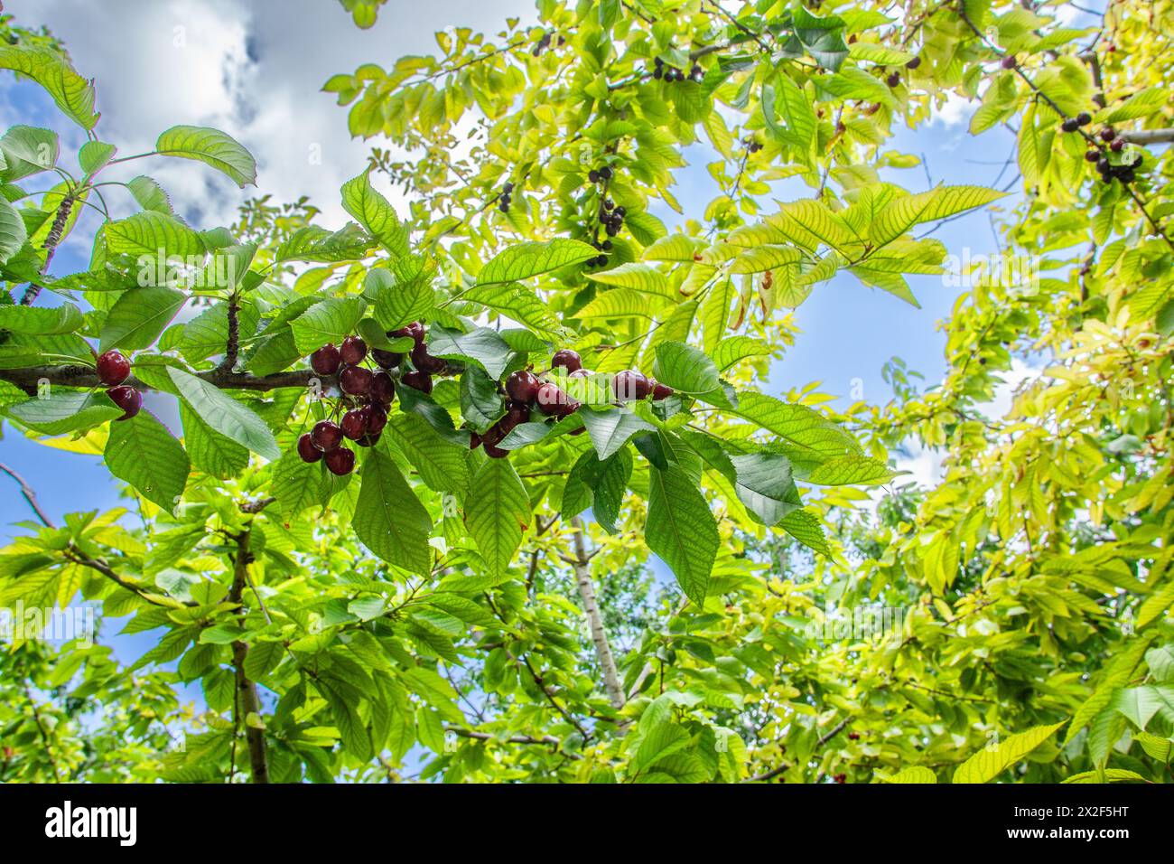 Cherry Picking Ripe Cherries on a tree in a cherry orchard ...