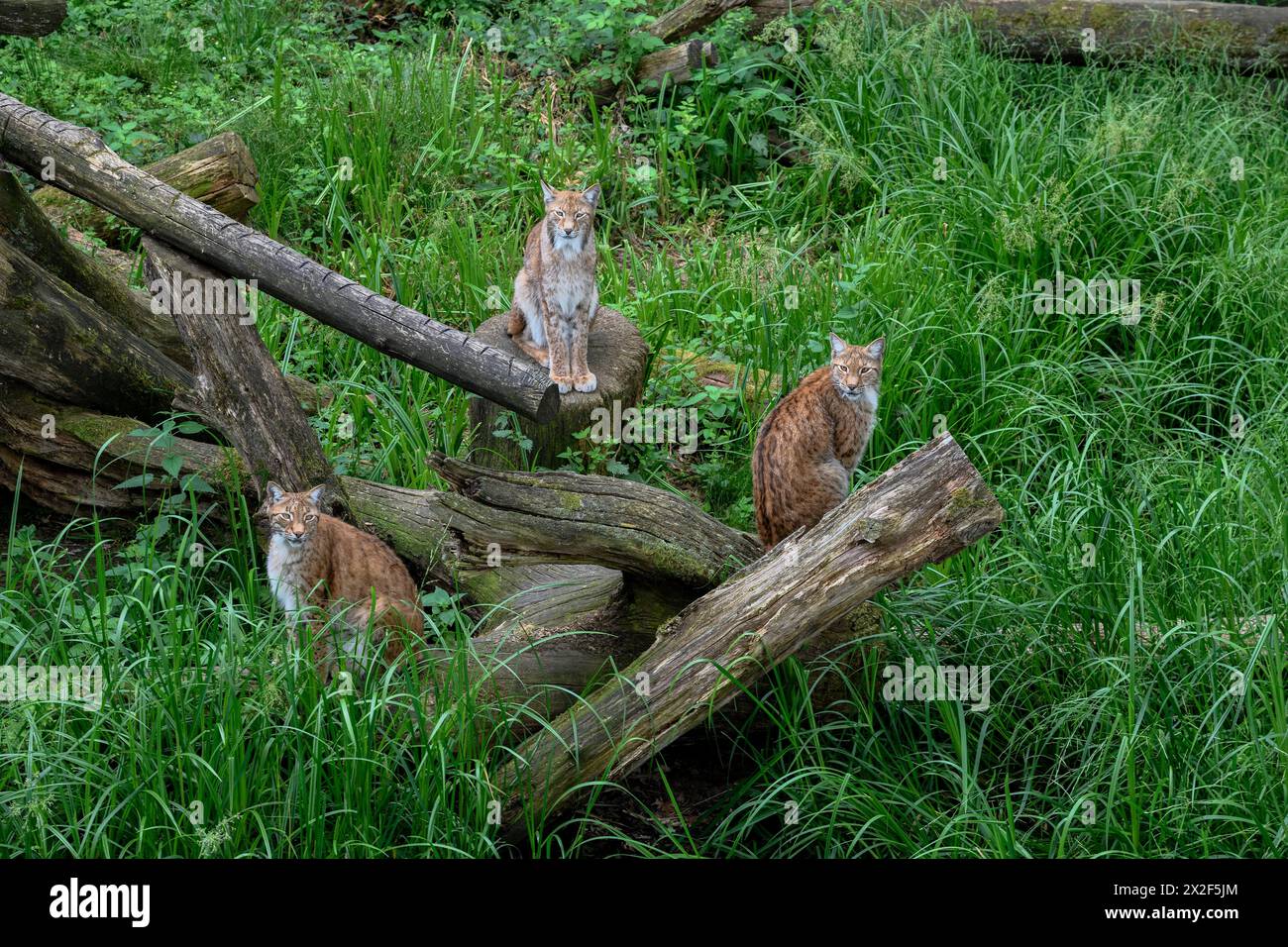 zoology, mammal (mammalia), Eurasian lynx (Lynx Lynx), Parc Animalier ...
