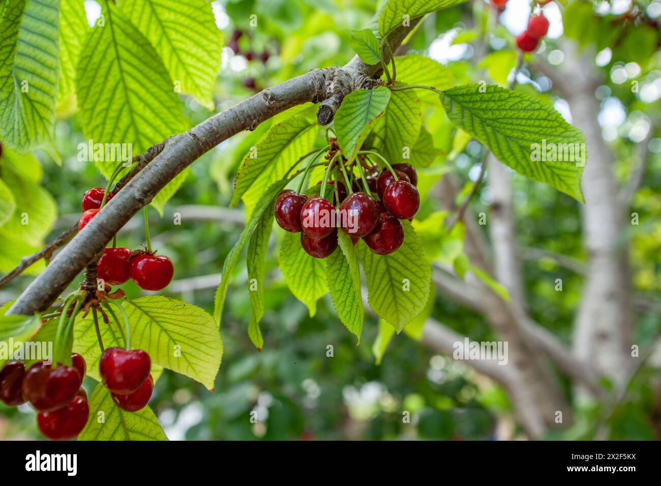 Cherry Picking Ripe Cherries on a tree in a cherry orchard ...