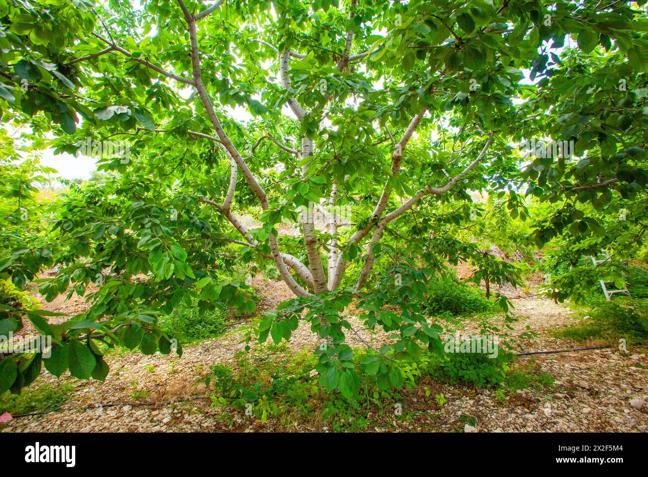 Cherry Picking Ripe Cherries on a tree in a cherry orchard ...
