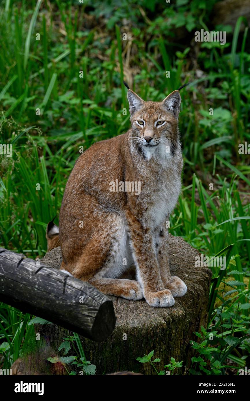 zoology, mammal (mammalia), Eurasian lynx (Lynx Lynx), Parc Animalier ...