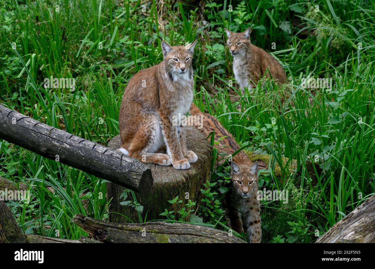 zoology, mammal (mammalia), Eurasian lynx (Lynx Lynx), Parc Animalier ...