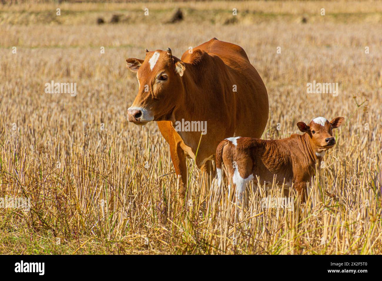 Cows in a rice stubble field near Muang Ngoi Neua village, Laos Stock ...