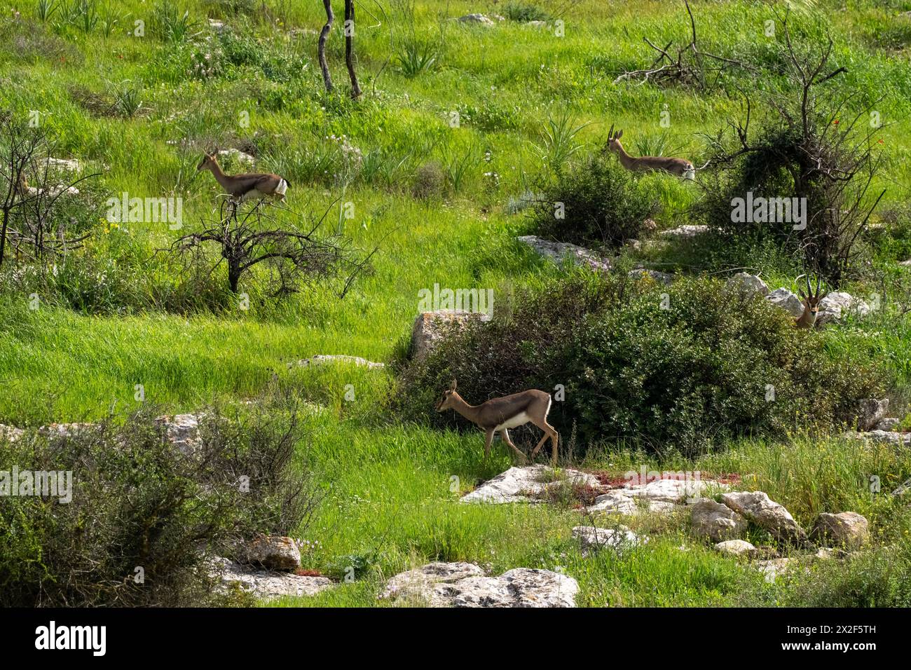 A herd of Mountain Gazelle aka Palestine mountain gazelle (Gazella ...