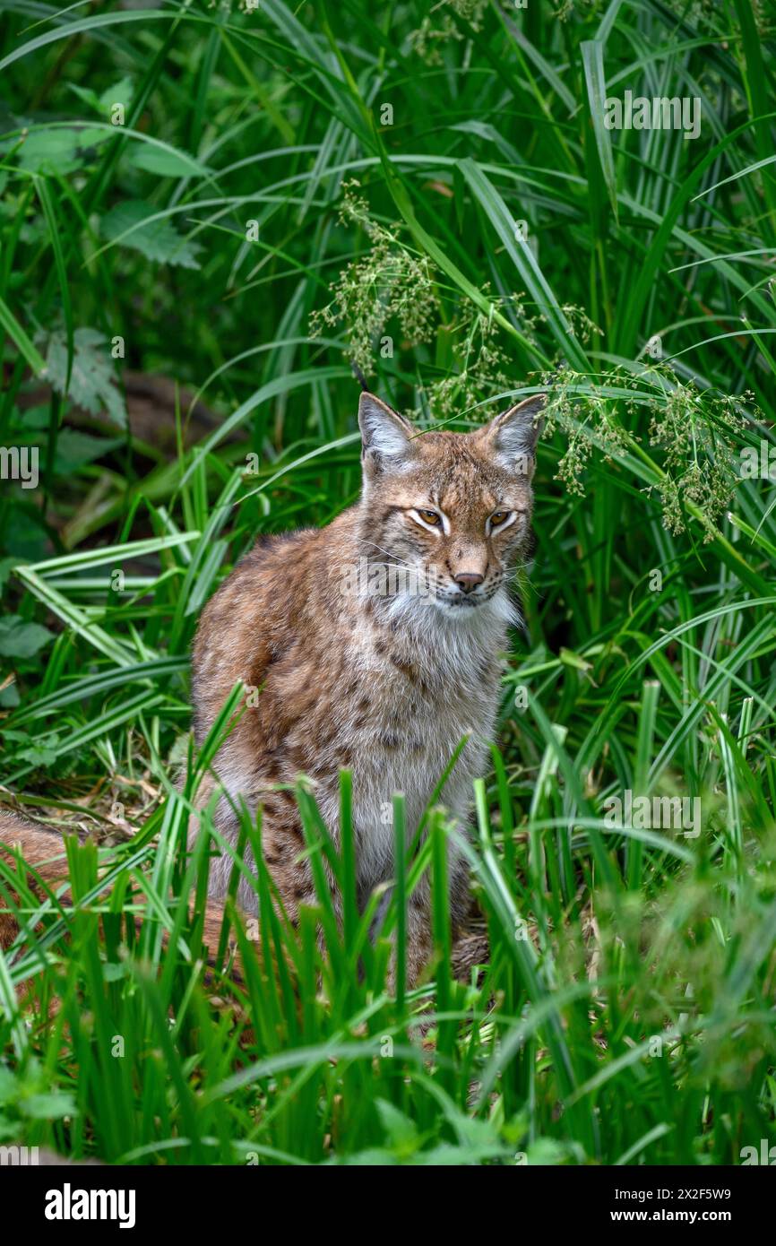 zoology, mammal (mammalia), Eurasian lynx (Lynx Lynx), Parc Animalier ...