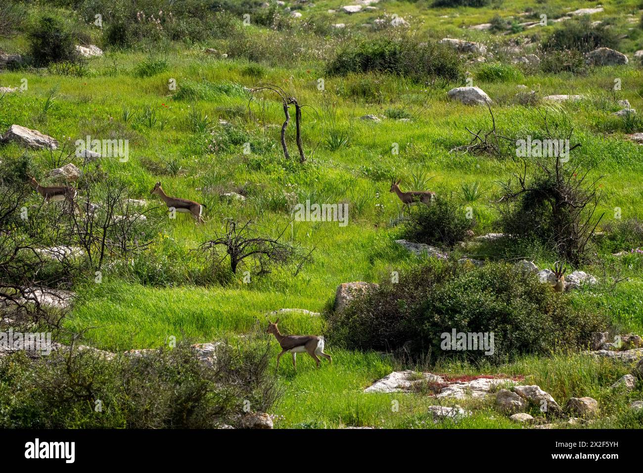 A herd of Mountain Gazelle aka Palestine mountain gazelle (Gazella ...