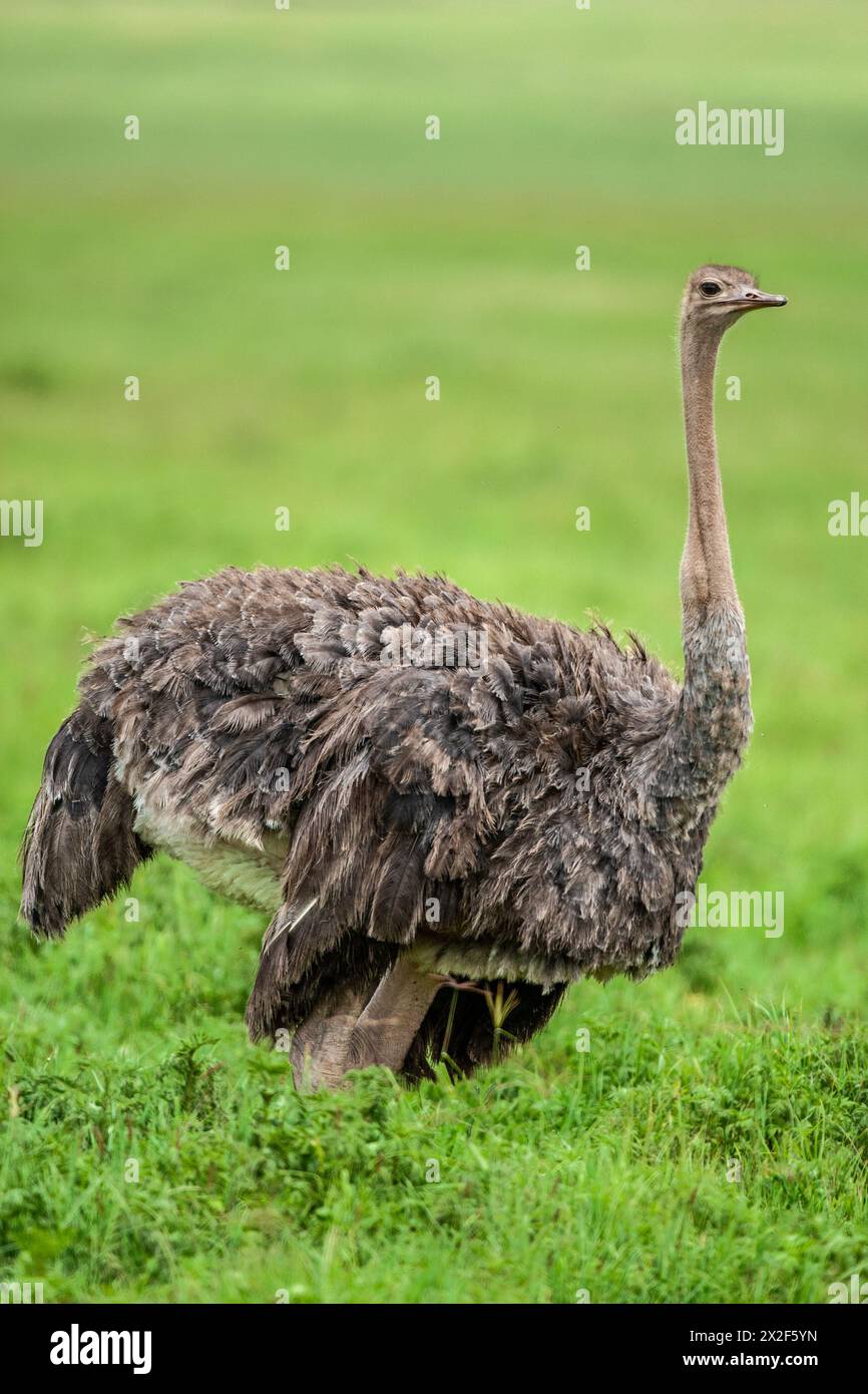 Common Ostrich (Struthio camelus) in the African Savanna Stock Photo ...